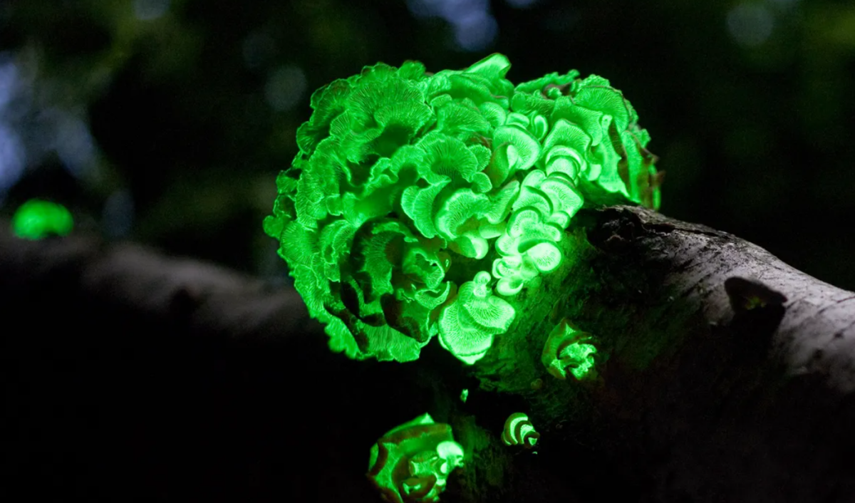 Como plantas bioluminescentes ajudam na segurança alimentar?