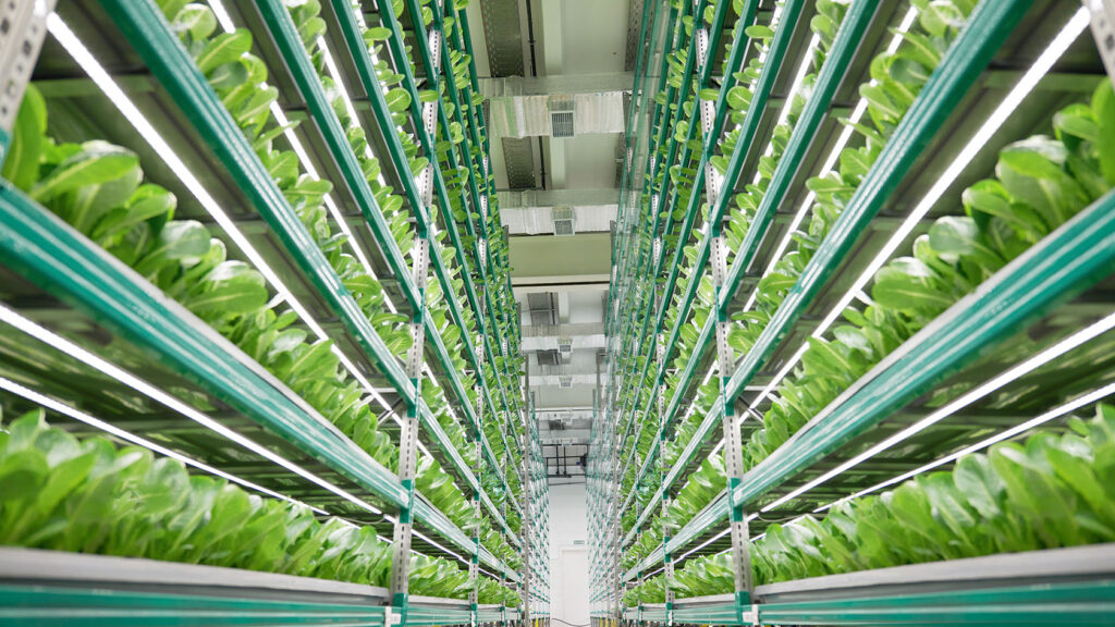 Vertical farming: a solução para a escassez de terras agrícolas