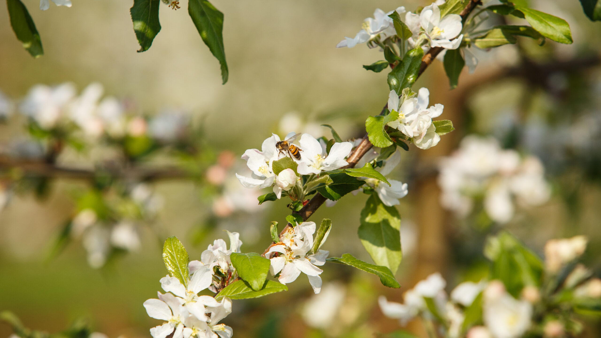 RASIP investe na locação de 300 milhões de abelhas para polinização dos ...