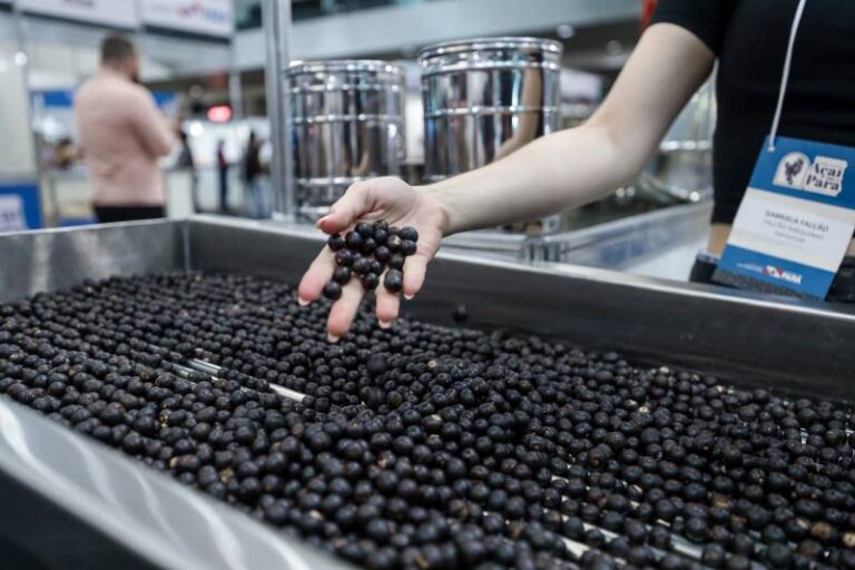 Açaí brasileiro conquista o mundo: crescimento da produção e exportação ...